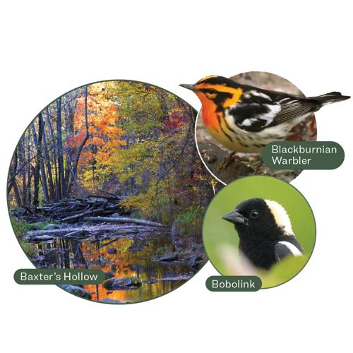 A guide to birds, blooms, and more hidden springtime wonders | MADISON ...