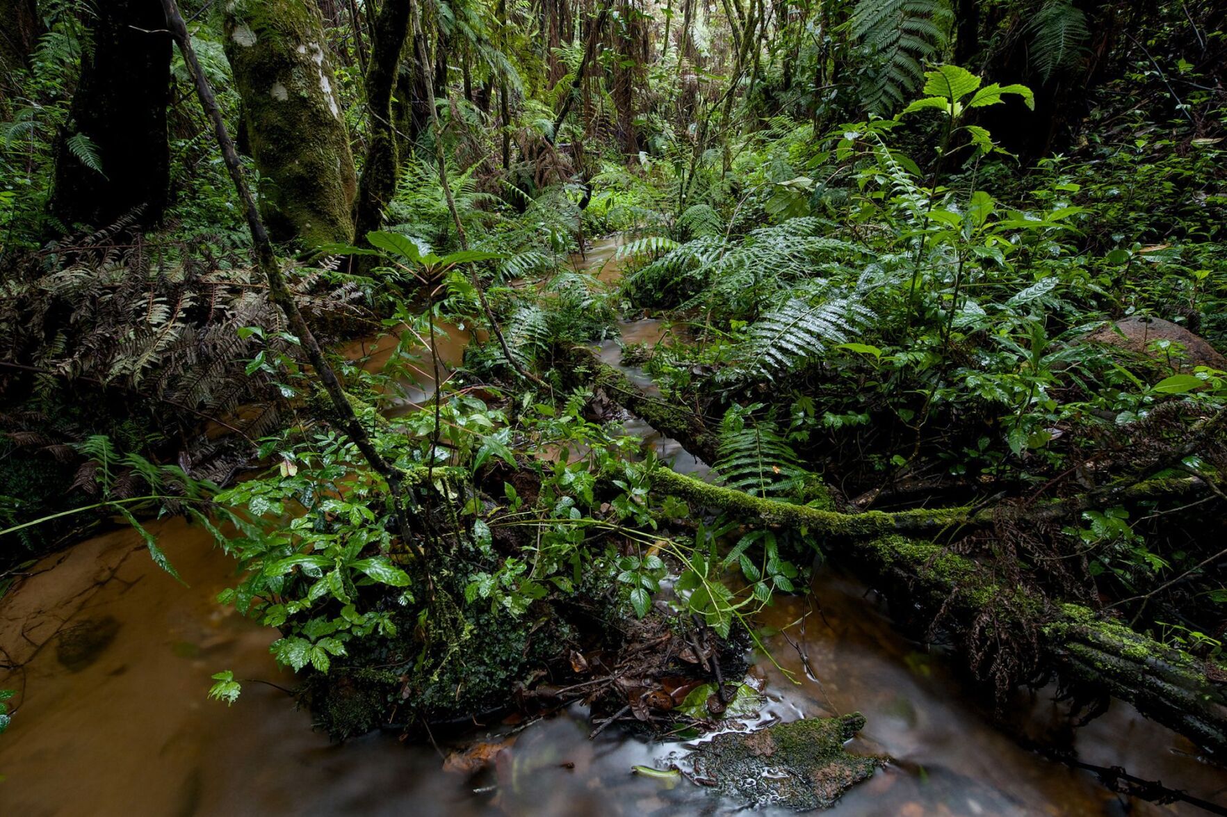Newly identified species of Tanzanian tree toad leapfrog the tadpole ...