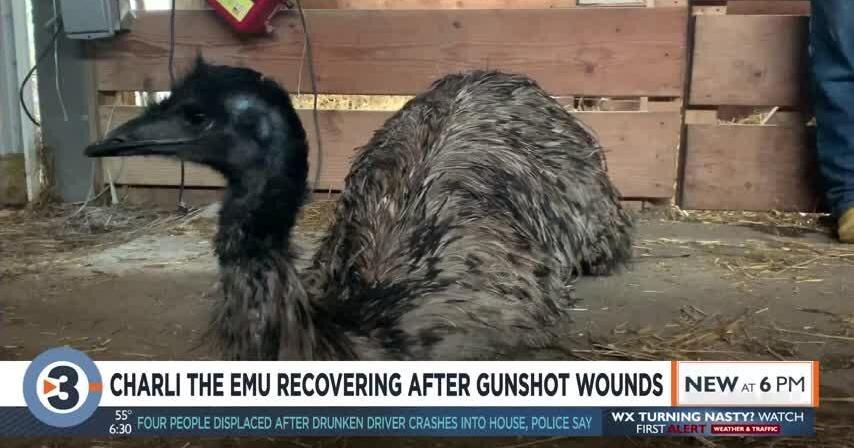 Charli the emu recovers from gunshot wounds at Sonnyboy Animal ...