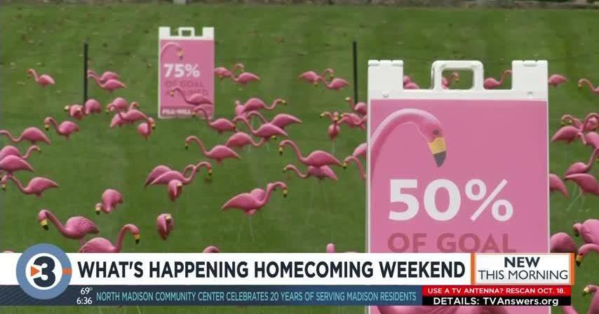 The flamingos are back! UW-Madison hopes to turn Bascom Hill pink ...