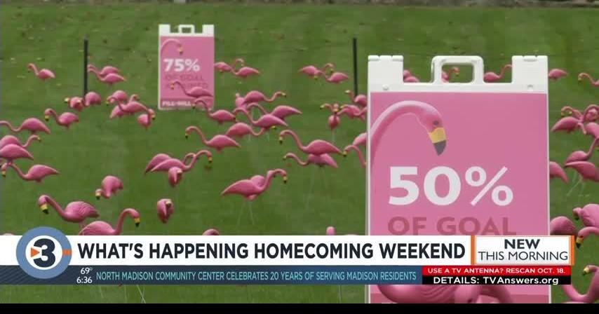 The flamingos are back! UW-Madison hopes to turn Bascom Hill pink ...