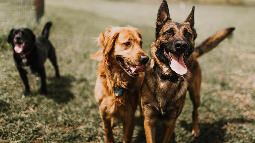 Local meetup group bring dogs and people together | City Life ...