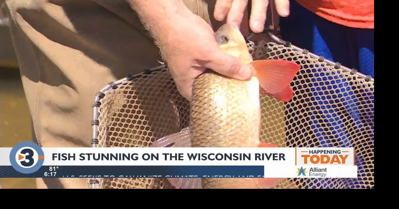 Fish stunning gives local residents up-close look at species in ...