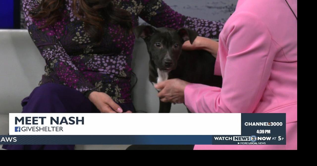 Pet-entially Yours: Meet Nash! | Video | channel3000.com