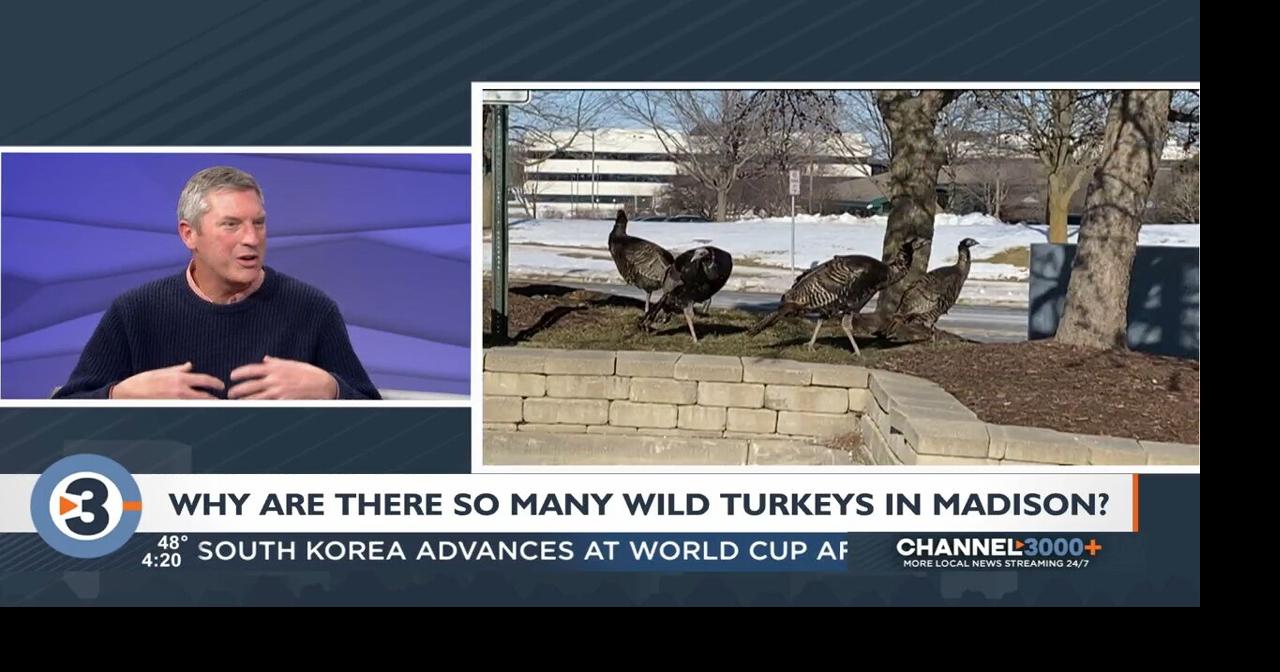 WATCH: Why are there so many wild turkeys in Madison? | Environment ...