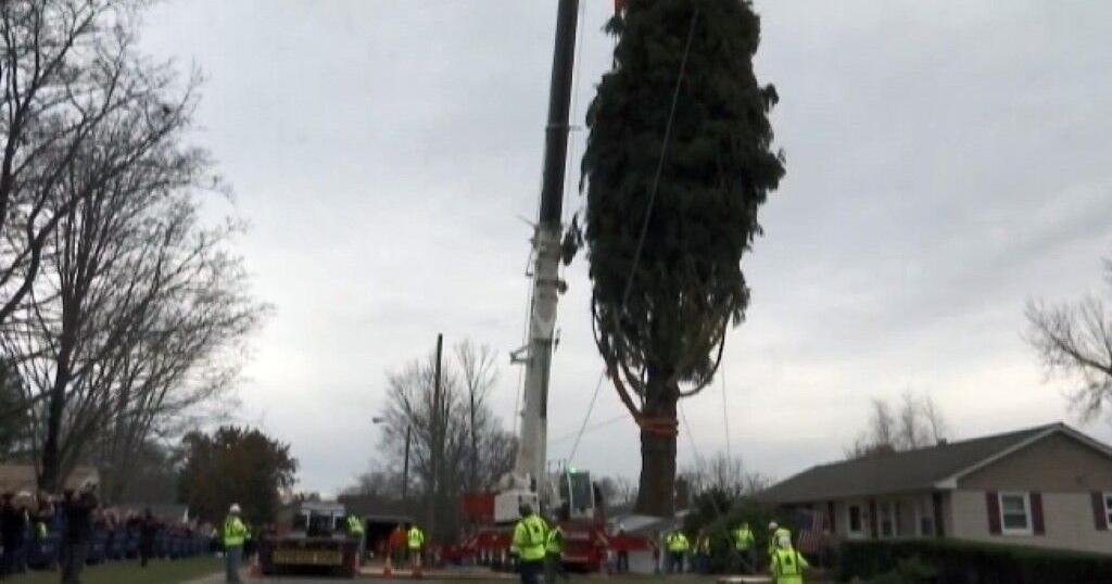 Rockefeller Christmas tree cut down, on its way to Manhattan ...
