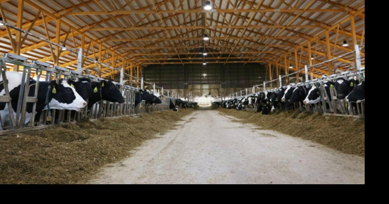 Large-scale animal farms’ expired permits raise concerns | Local News ...