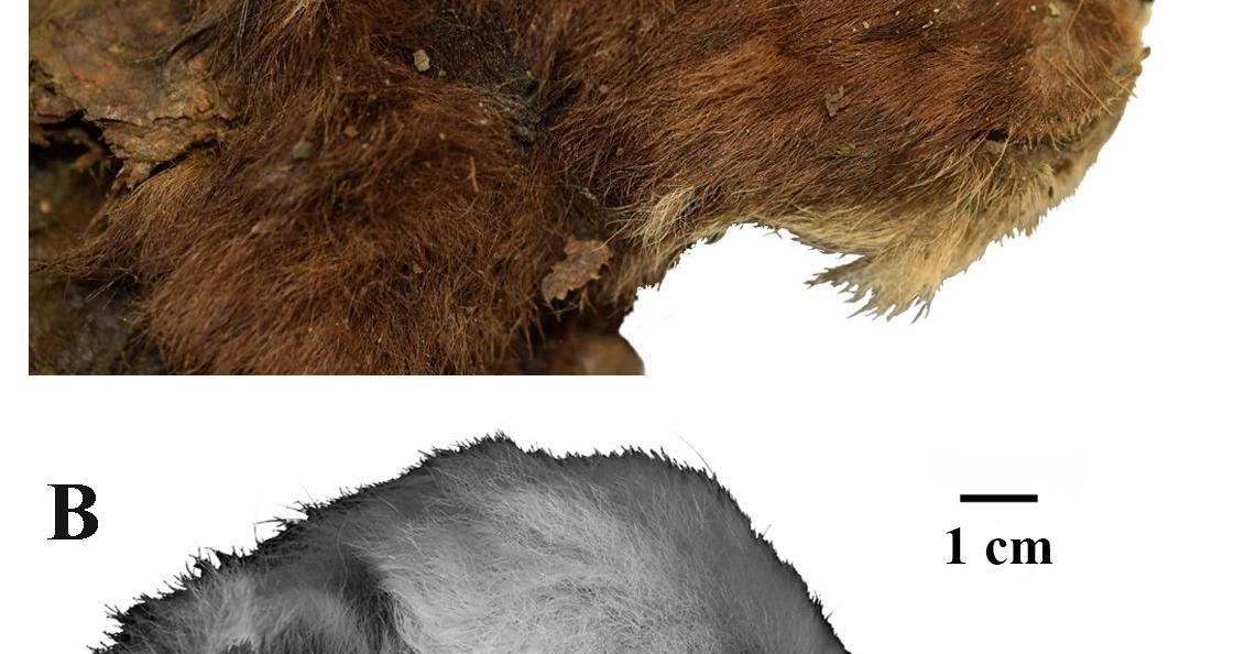 Baby saber-toothed cat mummy found in Siberia with intact skin, fur and ...