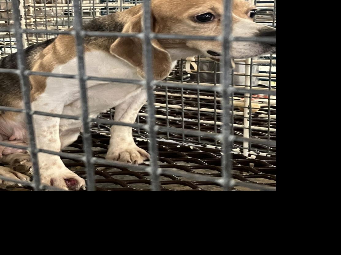 Court holds evidentiary hearing on Ridglan Farms alleged animal cruelty ...