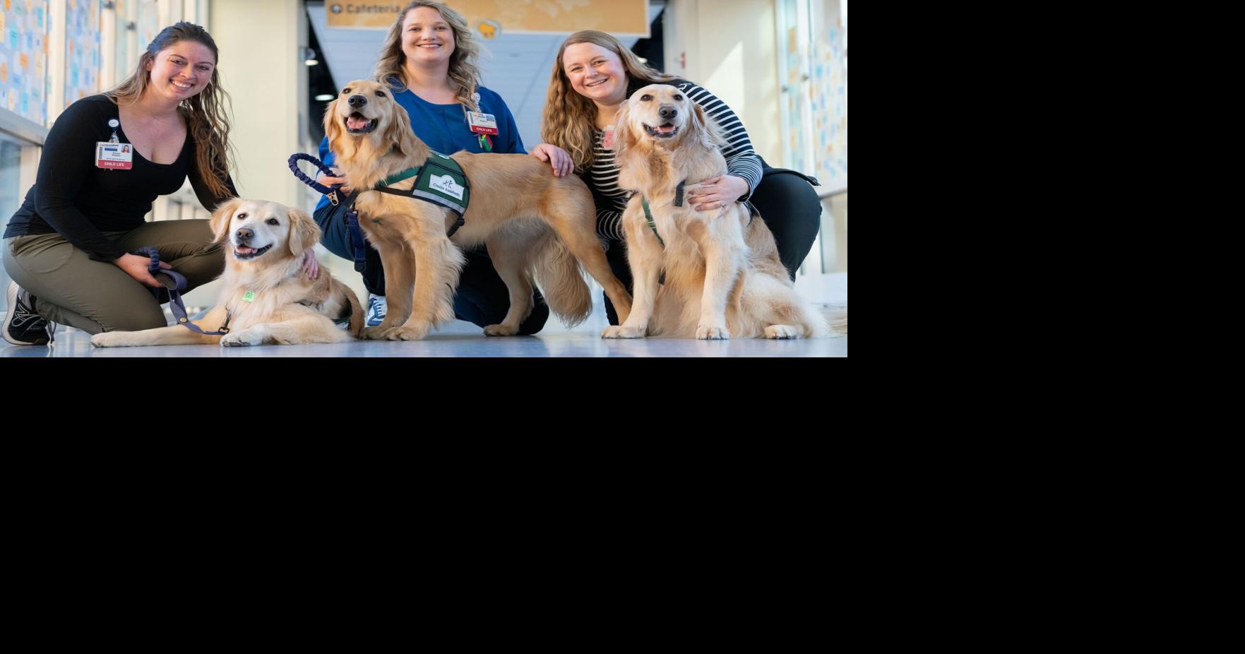 New health care dog joins the American Family Children's Hospital team ...
