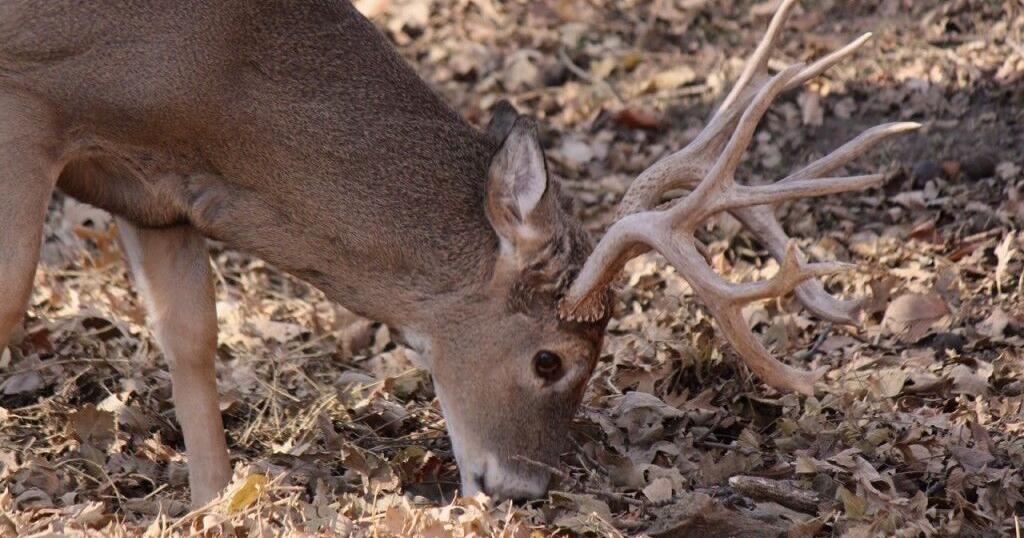 DNR reminds hunters to test deer for CWD before eating venison | News ...