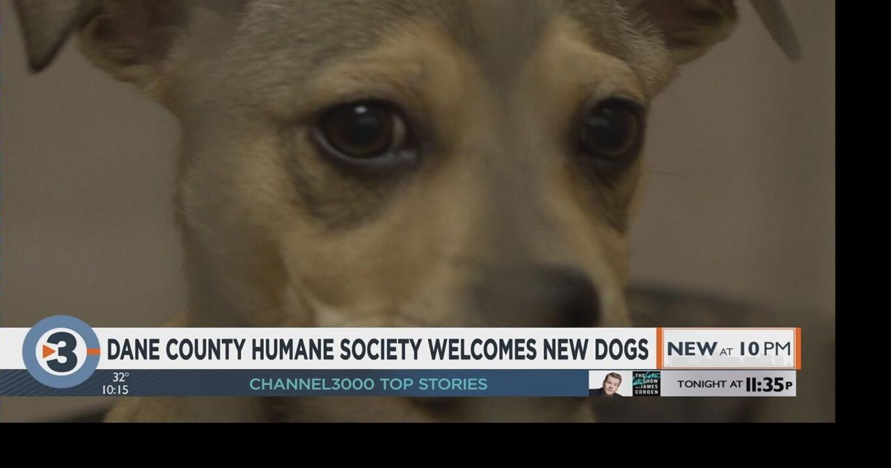 DCHS welcomes 30 new dogs | Local News | channel3000.com