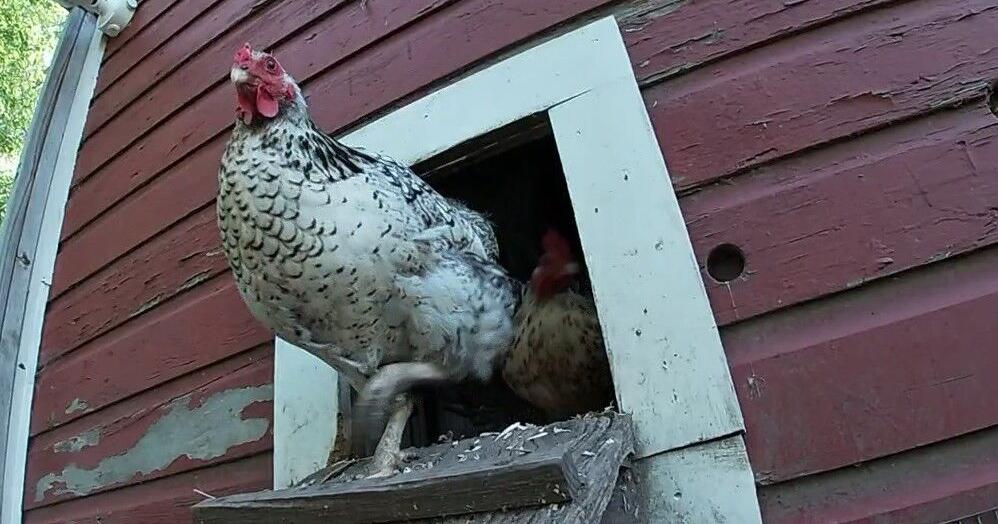 Chicken wrangling at Schumacher Farm Park | Local News | channel3000.com