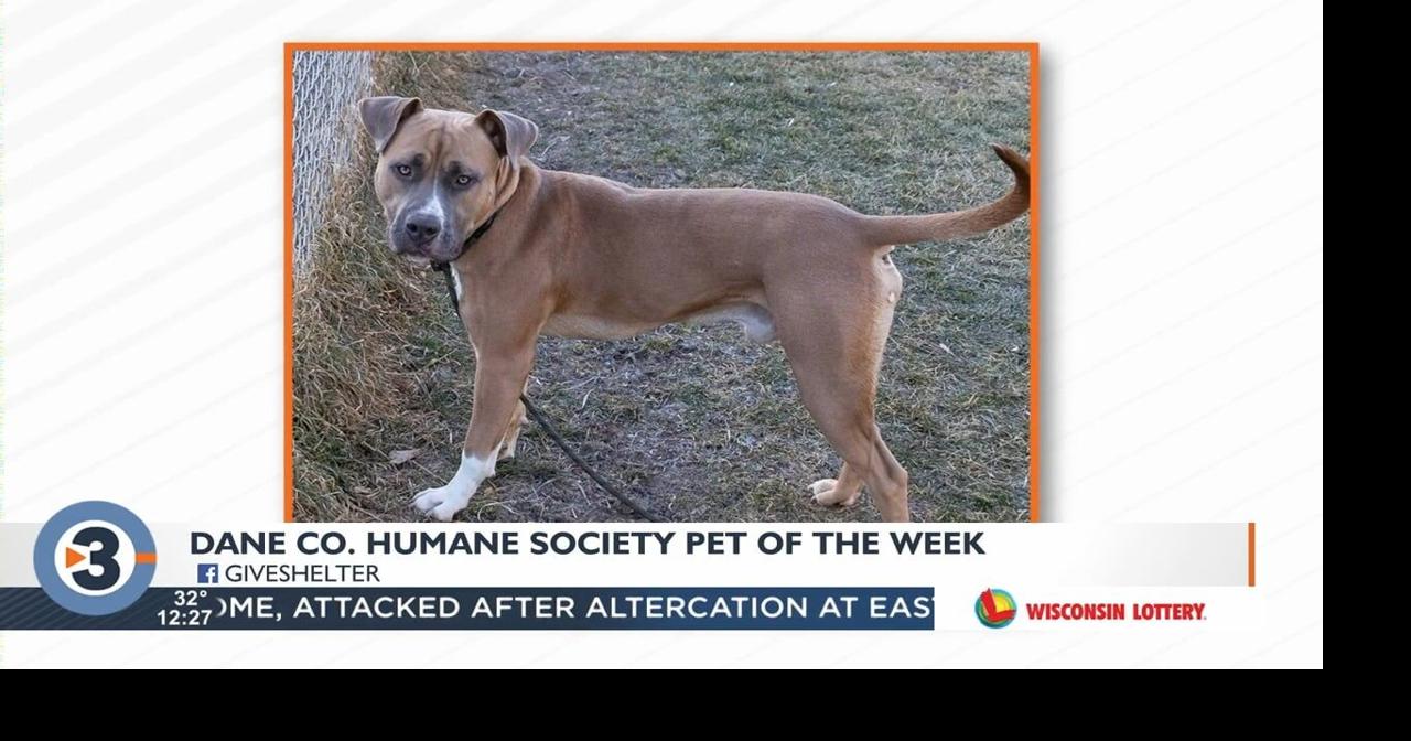 Meet the Pet of the Week: Blu! | Pet of the Week | channel3000.com