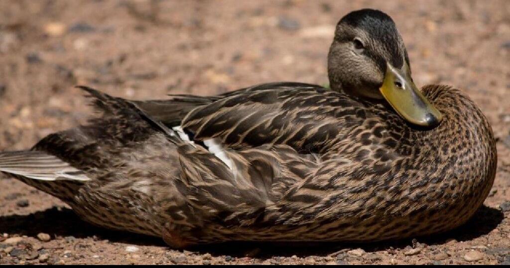 Woman arrested after pulling gun during dispute over duck | Local News ...