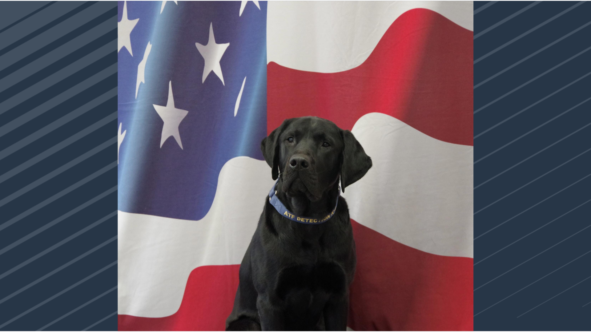 Wisconsin Department of Justice welcomes second Accelerant Detection ...