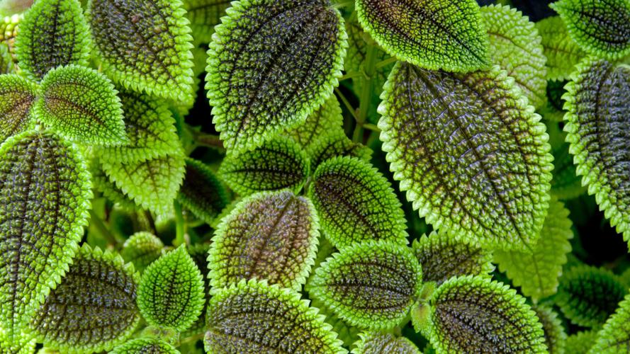 A homebody’s guide to houseplants | MADISON MAGAZINE | channel3000.com