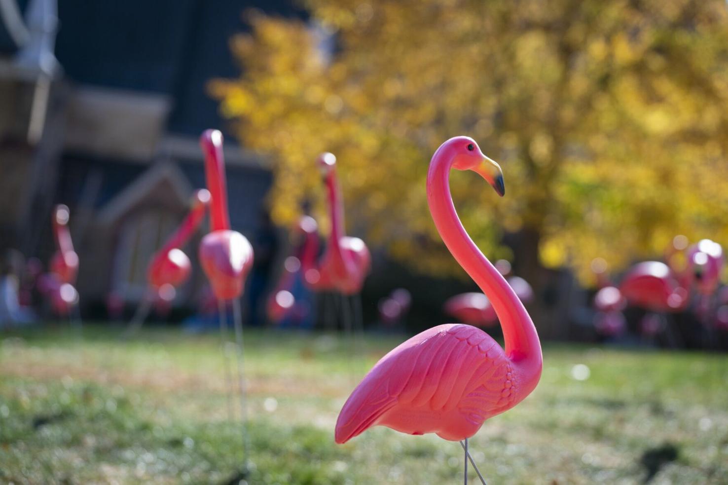 In the 608: ‘Fill the Hill’ returns to UW-Madison with flock of pink ...