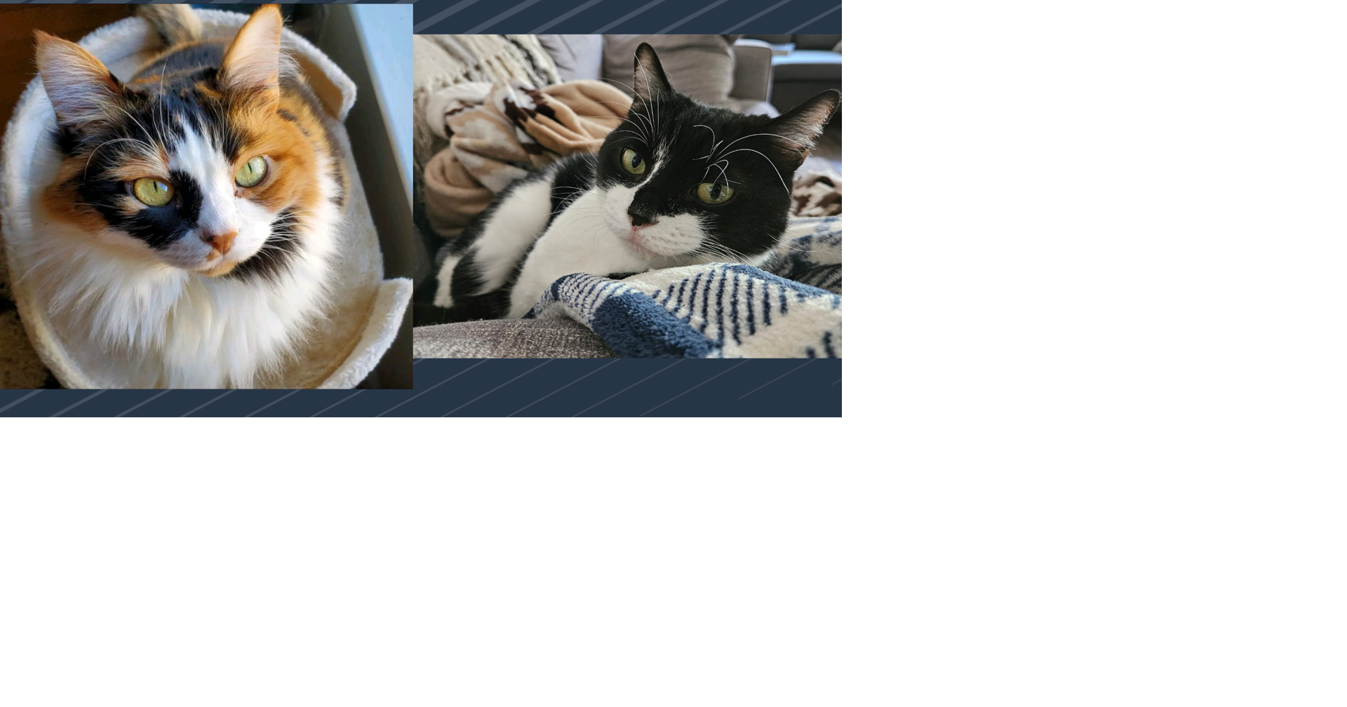 Dane County Humane Society encourages microchipping | News | channel3000.com