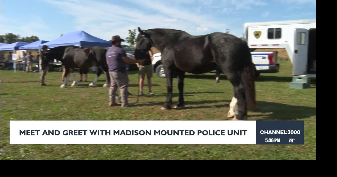 Madison mounted police horses meet public at fundraising event | News ...