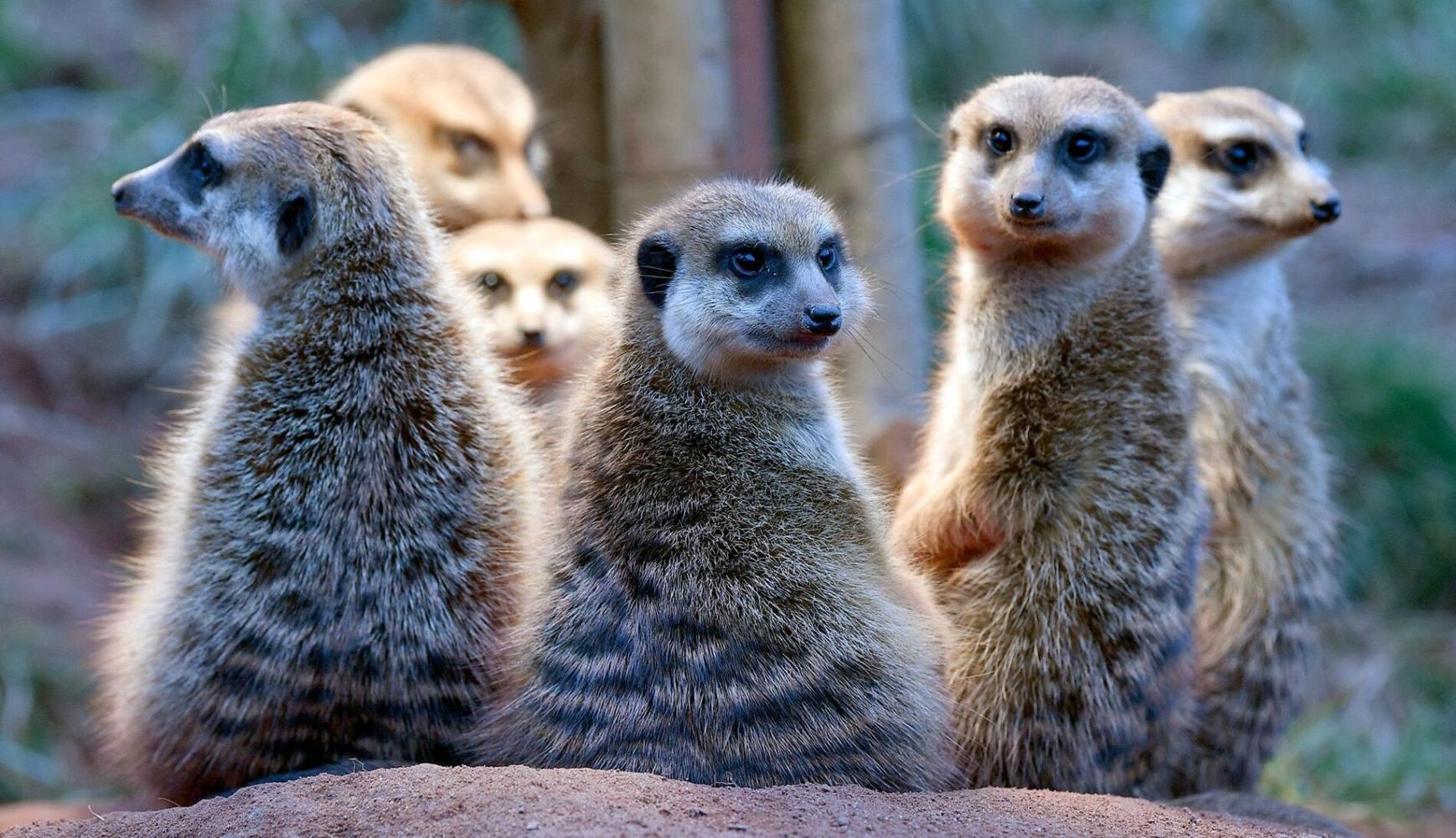 Just how monogamous are humans? Scientists break down how we compare ...