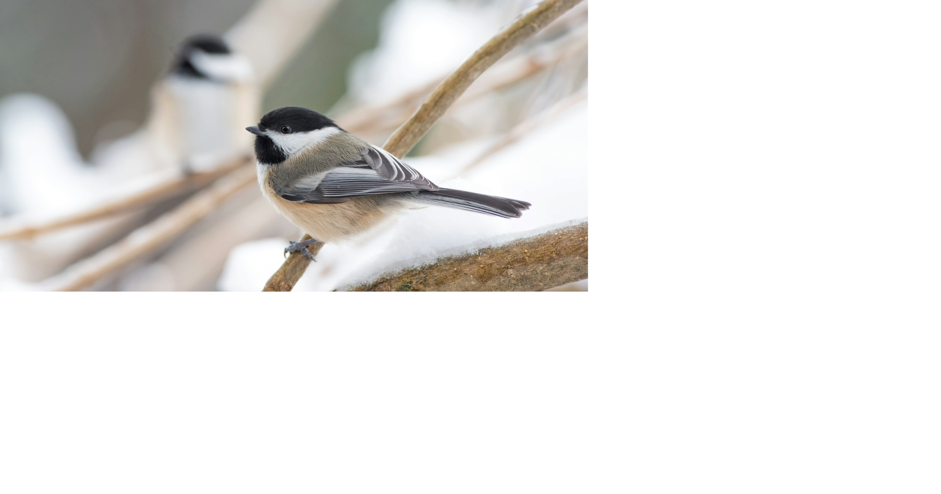 Why you should give a hoot about winter birdwatching | MADISON MAGAZINE ...