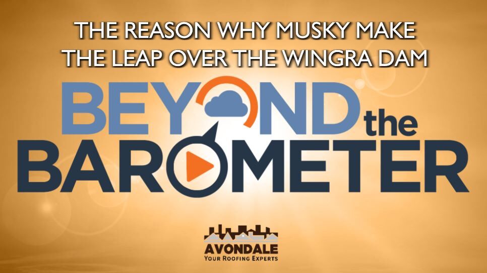 Beyond the Barometer: The science behind the iconic Musky jump over the ...