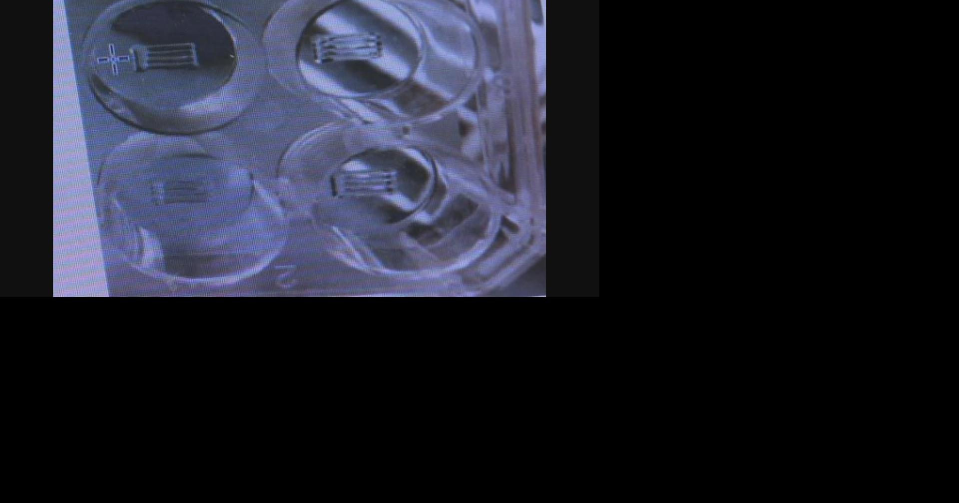 'Decode how the brain computes': How UW researchers 3-D printed living ...