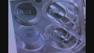'Decode how the brain computes': How UW researchers 3-D printed living ...