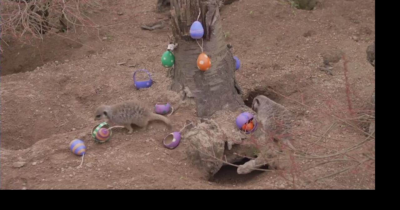 Newshounds Now Update: Animals enjoy Easter celebrations | Lifestyle ...
