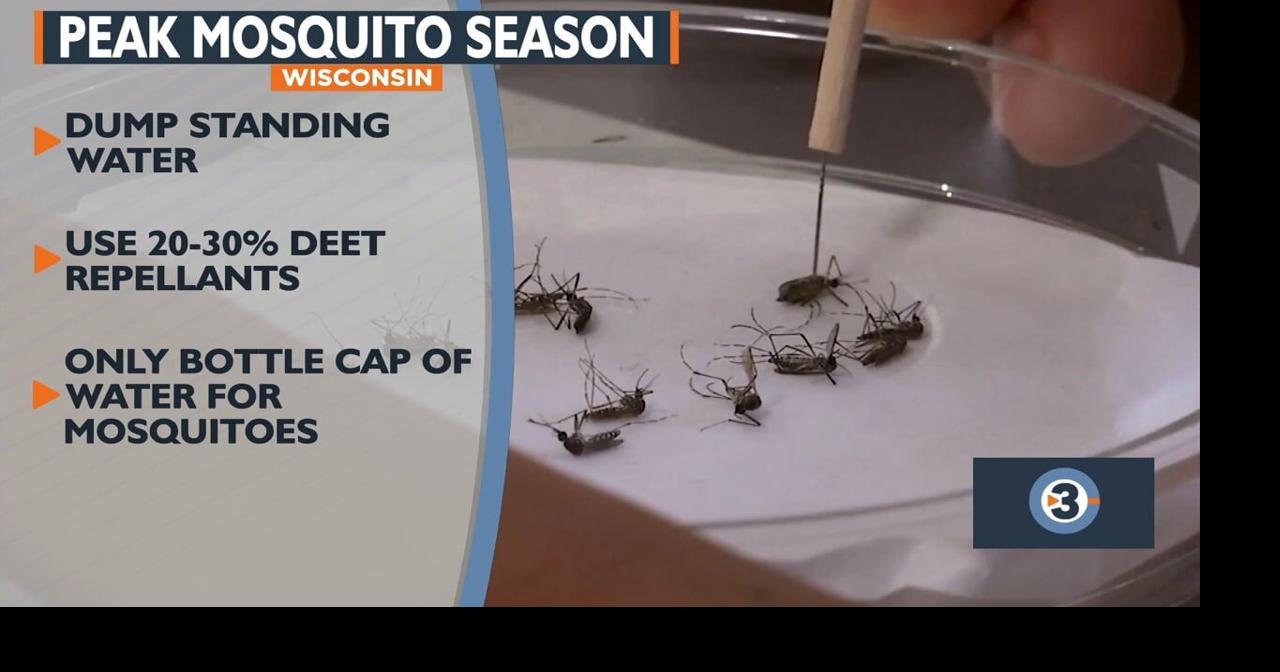 Peak mosquito season in Wisconsin | Video | channel3000.com