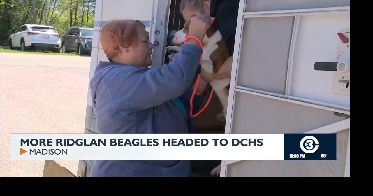 More Ridglan beagles headed to DCHS | Video | channel3000.com