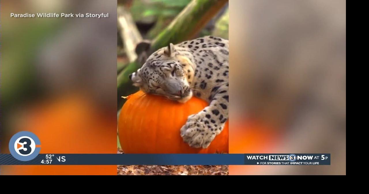 Newshounds Now Update: Animals celebrate Halloween | Entertainment News ...