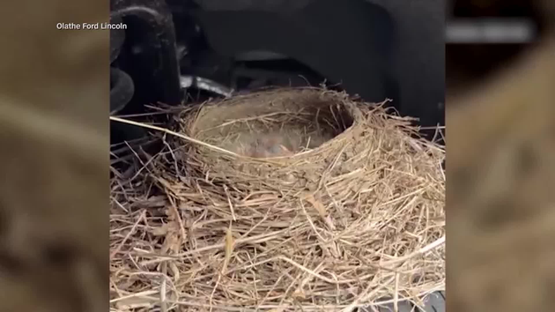 Dealership’s viral bird tenants have officially moved out | National ...