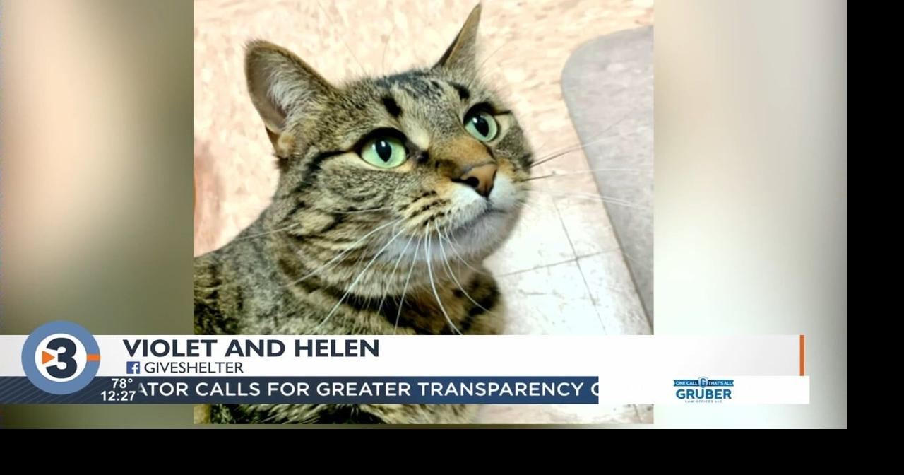 Meet the Pets of the Week: Violet and Helen! | Video | channel3000.com