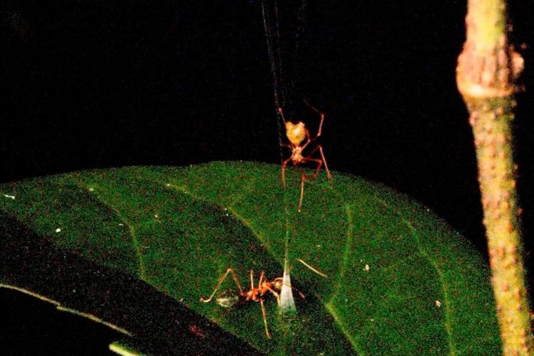 Watch the first-ever video of a newfound spider’s spring-loaded death ...