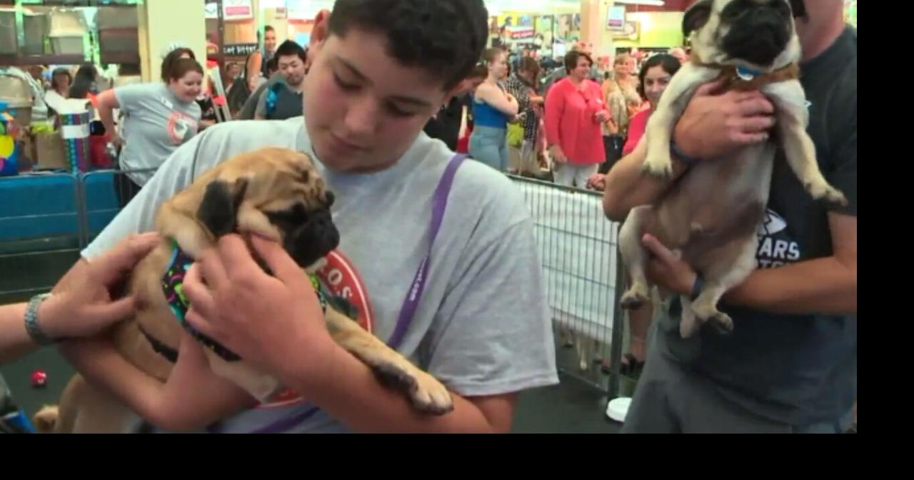 Autistic boy’s wish comes true; Surprised with hundreds of pugs | Local ...