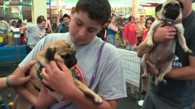 Autistic boy’s wish comes true; Surprised with hundreds of pugs | Local ...