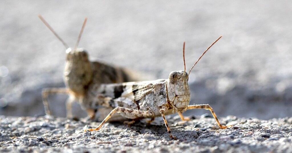 Las Vegas’ grasshopper invasion so big it can be seen on weather radar ...
