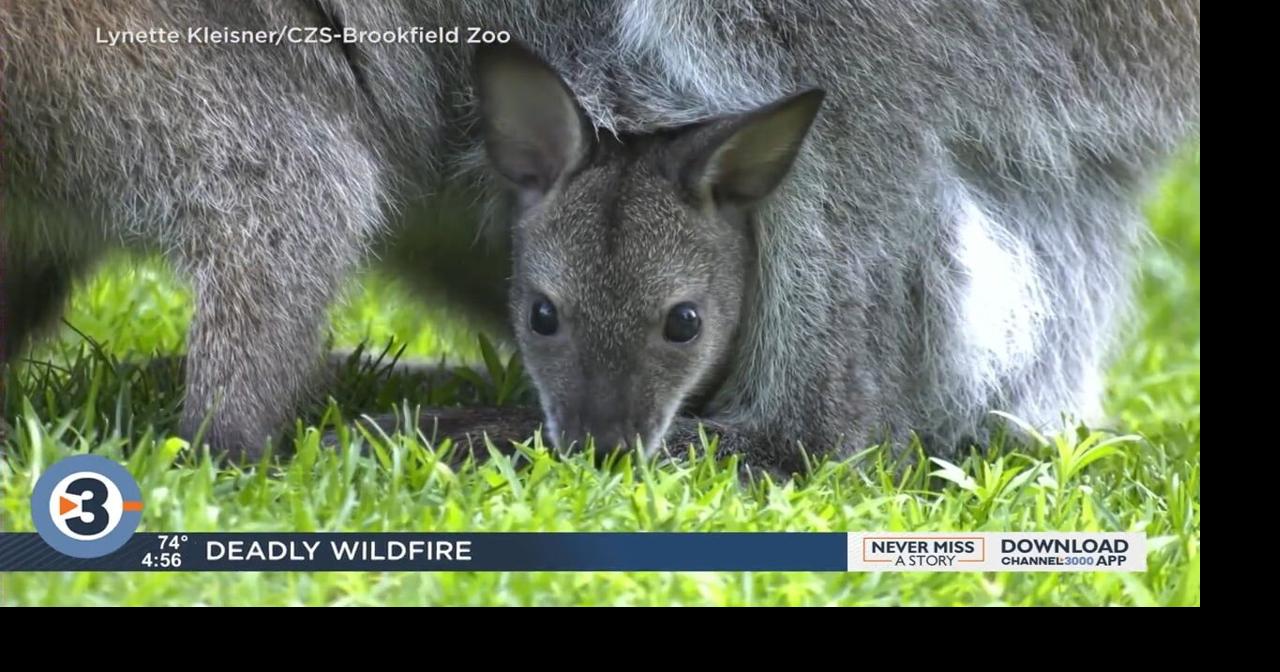 Newshounds Now Update: Baby wallaby peeks its head out | Entertainment ...