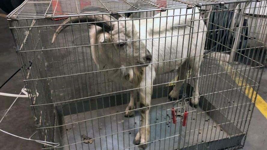 ‘Fugitive’ goat no longer on the ‘lam’ | Features | channel3000.com