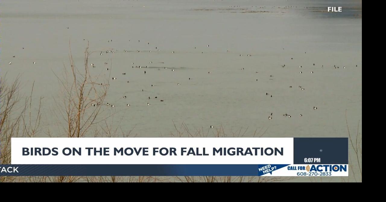 Bird migration on track despite late fall | News | channel3000.com