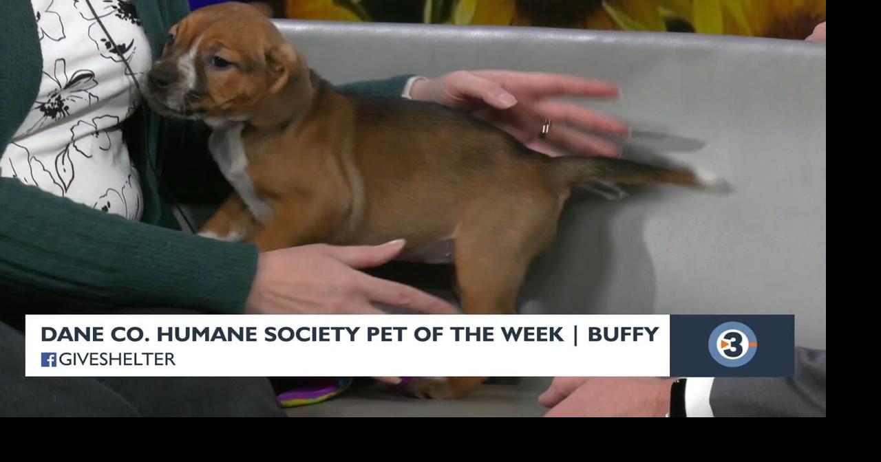Pet of the Week: Buffy | Video | channel3000.com
