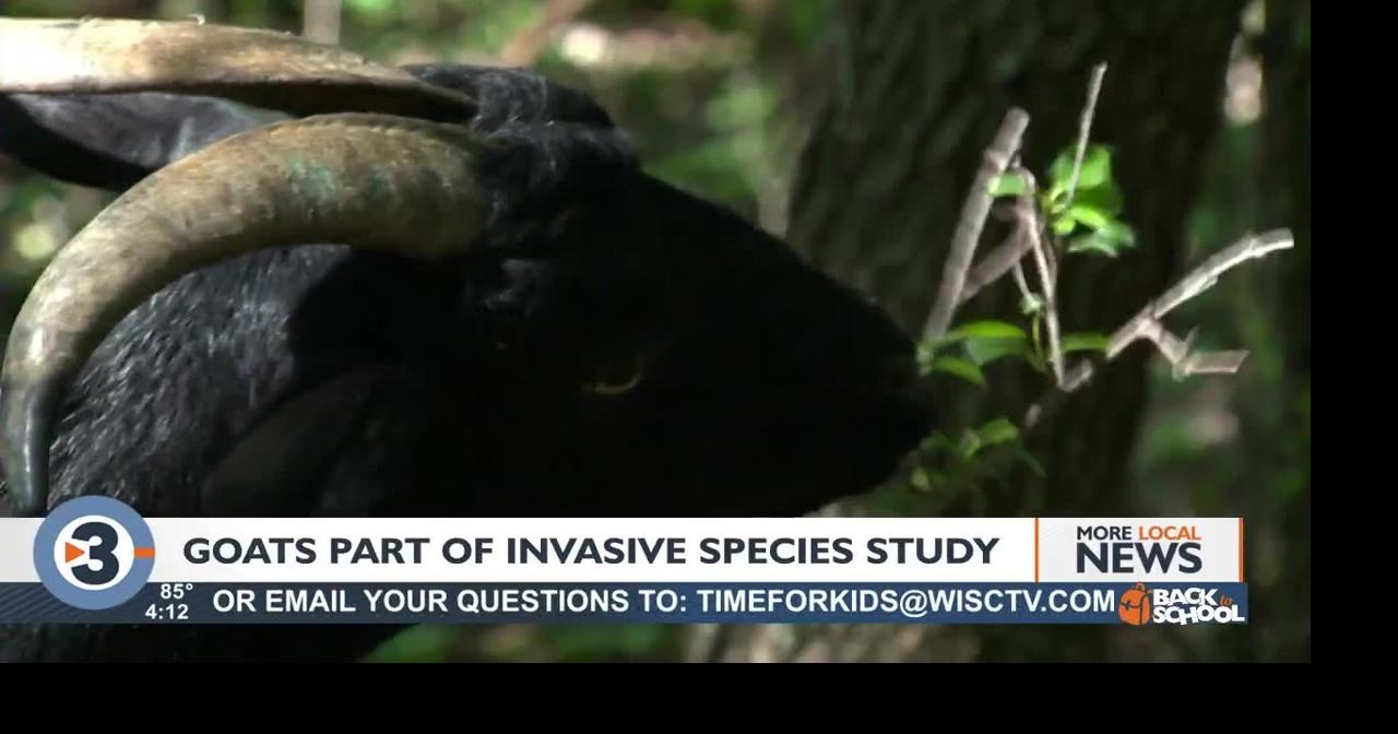 UW-Madison researchers examining effectiveness of goat grazing as ...