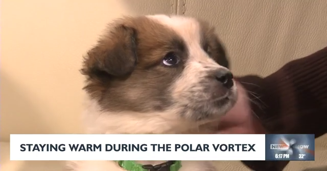 Protecting people and pets from the polar vortex | News | channel3000.com