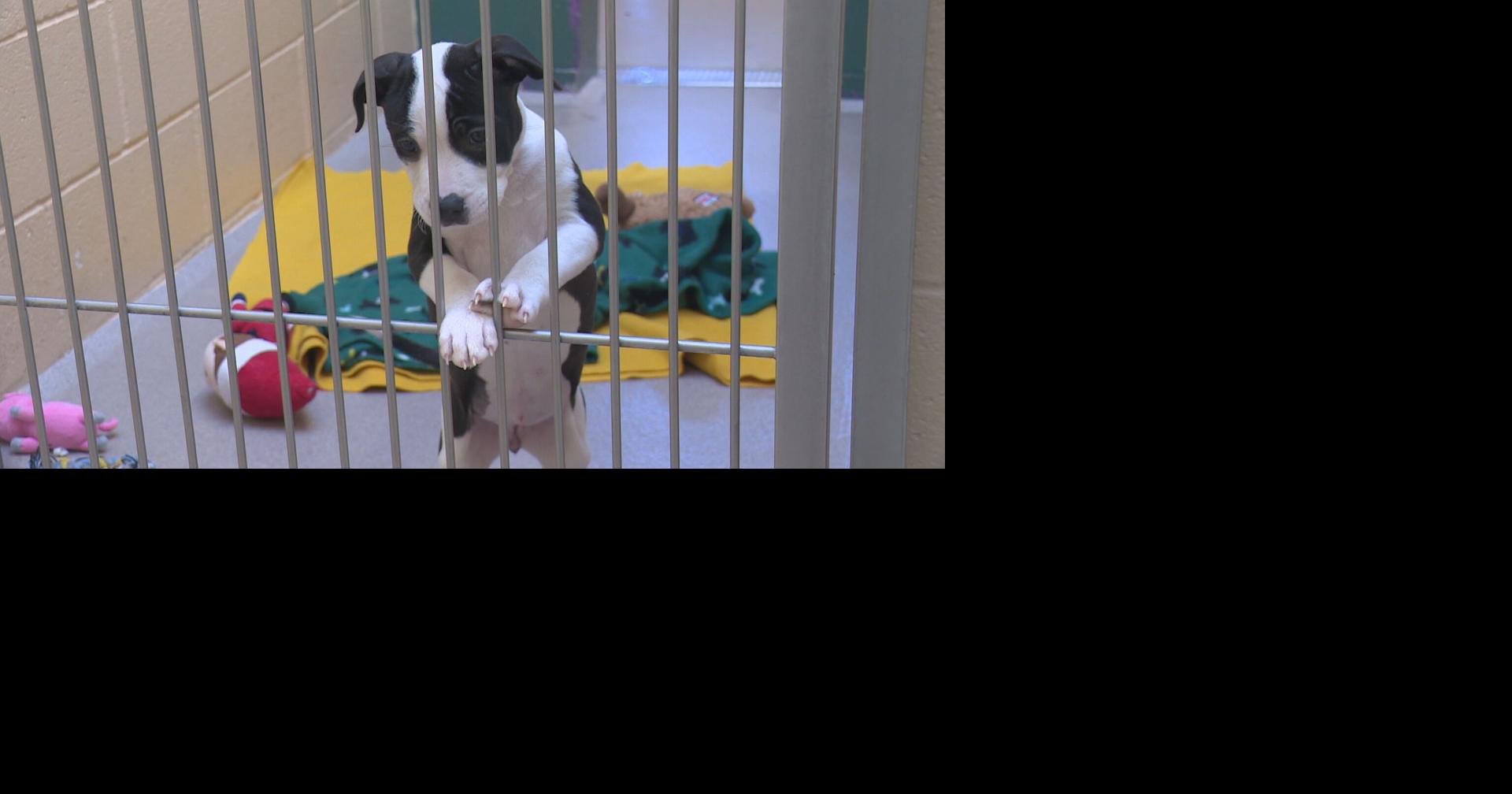 Dane Co. Humane Society to extend Saturday hours, offer discounts for Clear the Shelters finale ...