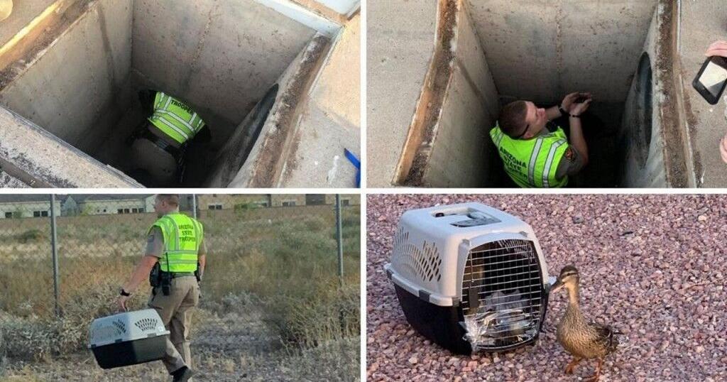 Baby duck rescue mission ends happily | Lifestyle | channel3000.com