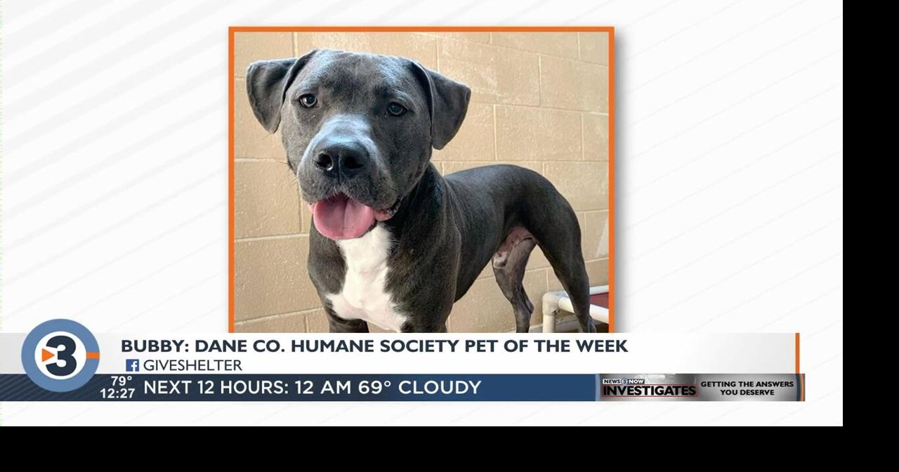 Meet the Pet of the Week: Bubby | Pet of the Week | channel3000.com