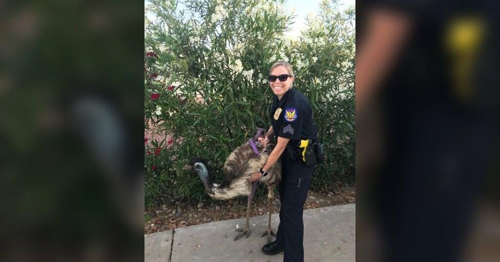 Phoenix police capture escaped pet emu | Features | channel3000.com
