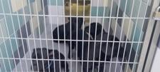 More than 60 dogs rescued from California house fire | News ...